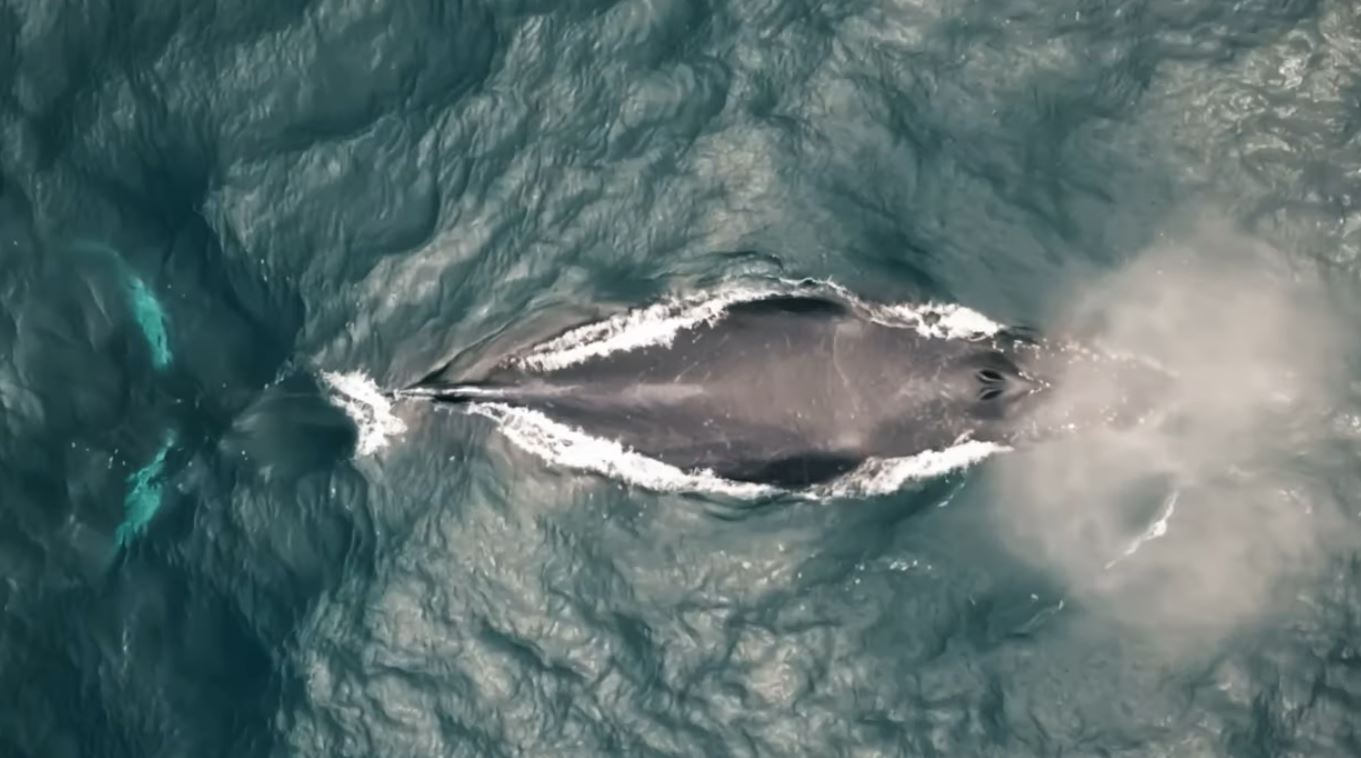Stanford Develops High-tech Tools to Study Whales in the Wild | CASE